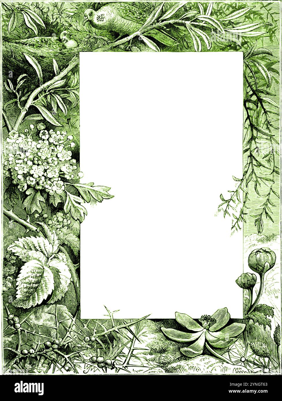 Asymmetrical border hi-res stock photography and images - Alamy