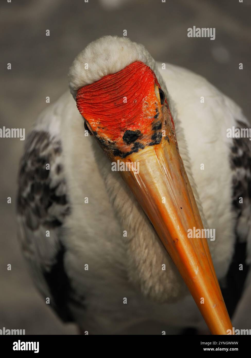 Showcasing vibrant markings hi-res stock photography and images - Alamy