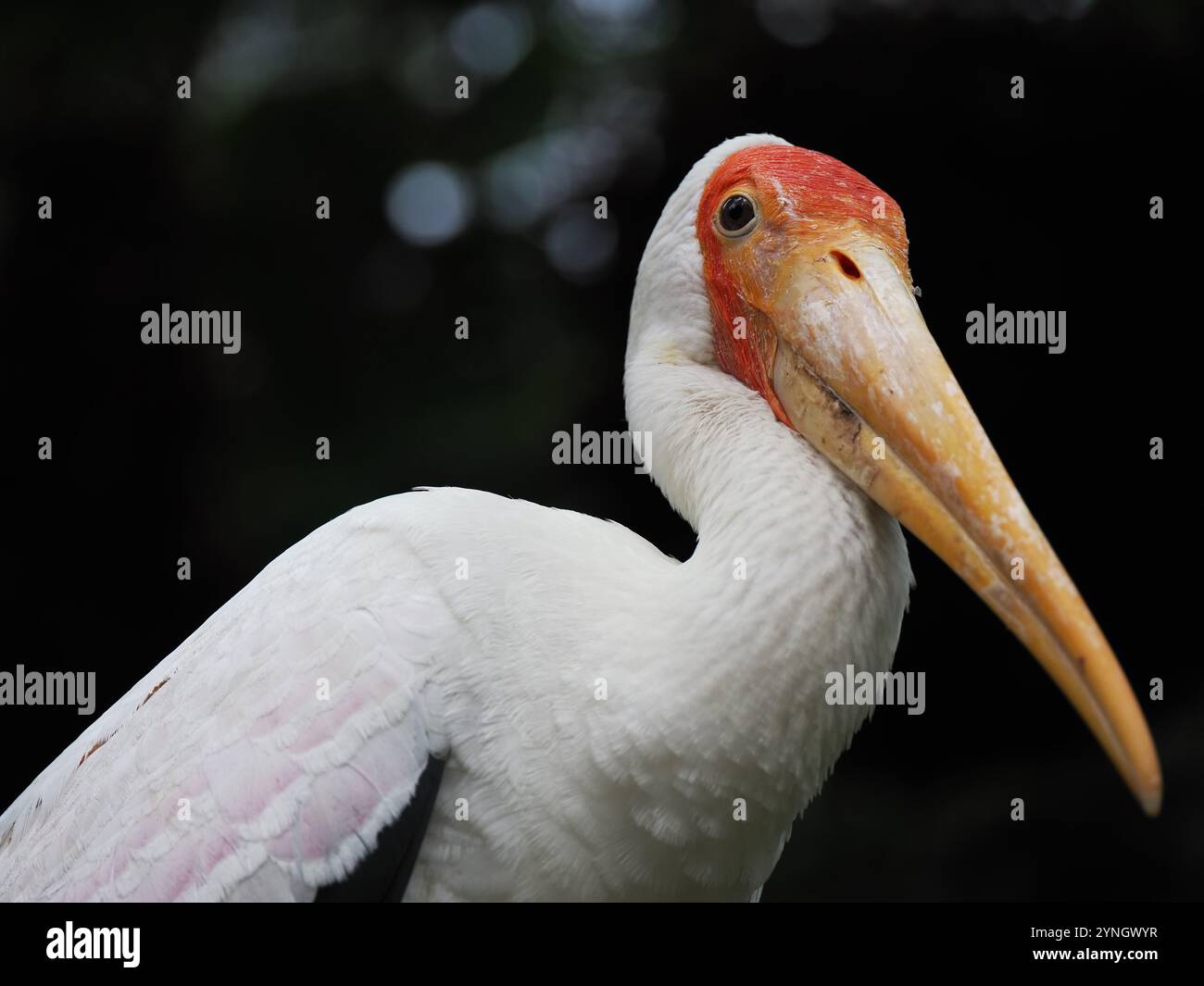 Subtle plumage patterns hi-res stock photography and images - Alamy