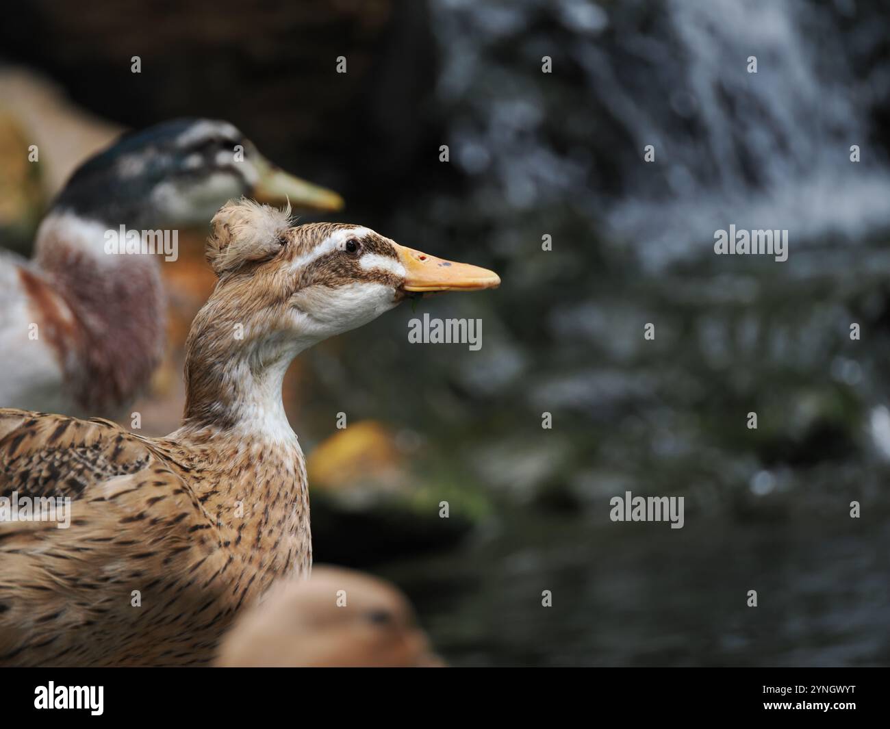 Unique species of bird hi-res stock photography and images - Alamy