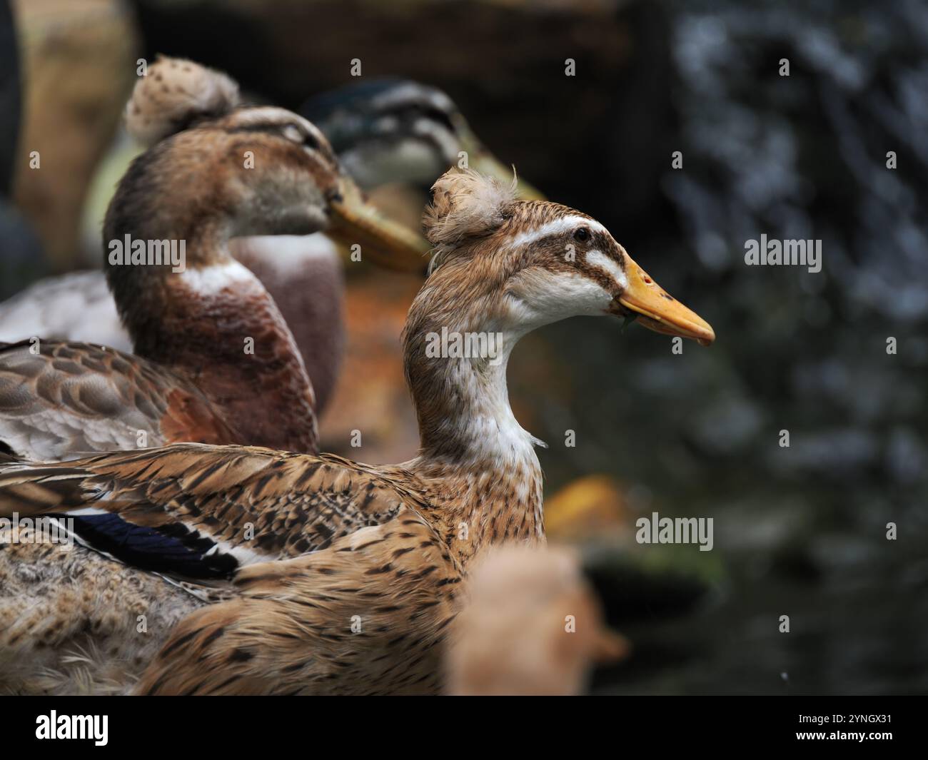 Highlighting unique feather patterns hi-res stock photography and ...