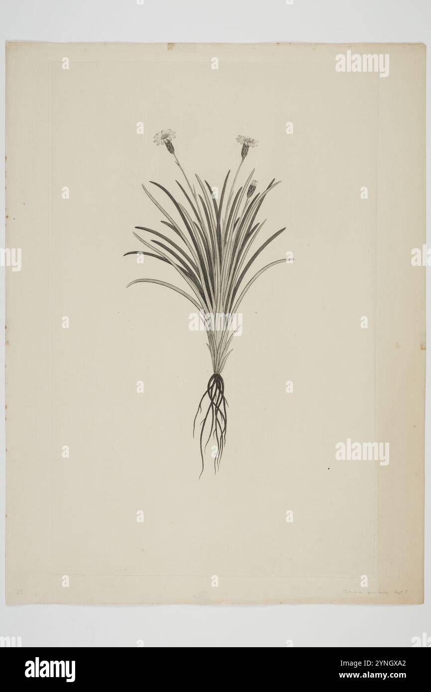 Celmisia celmisia hi-res stock photography and images - Alamy