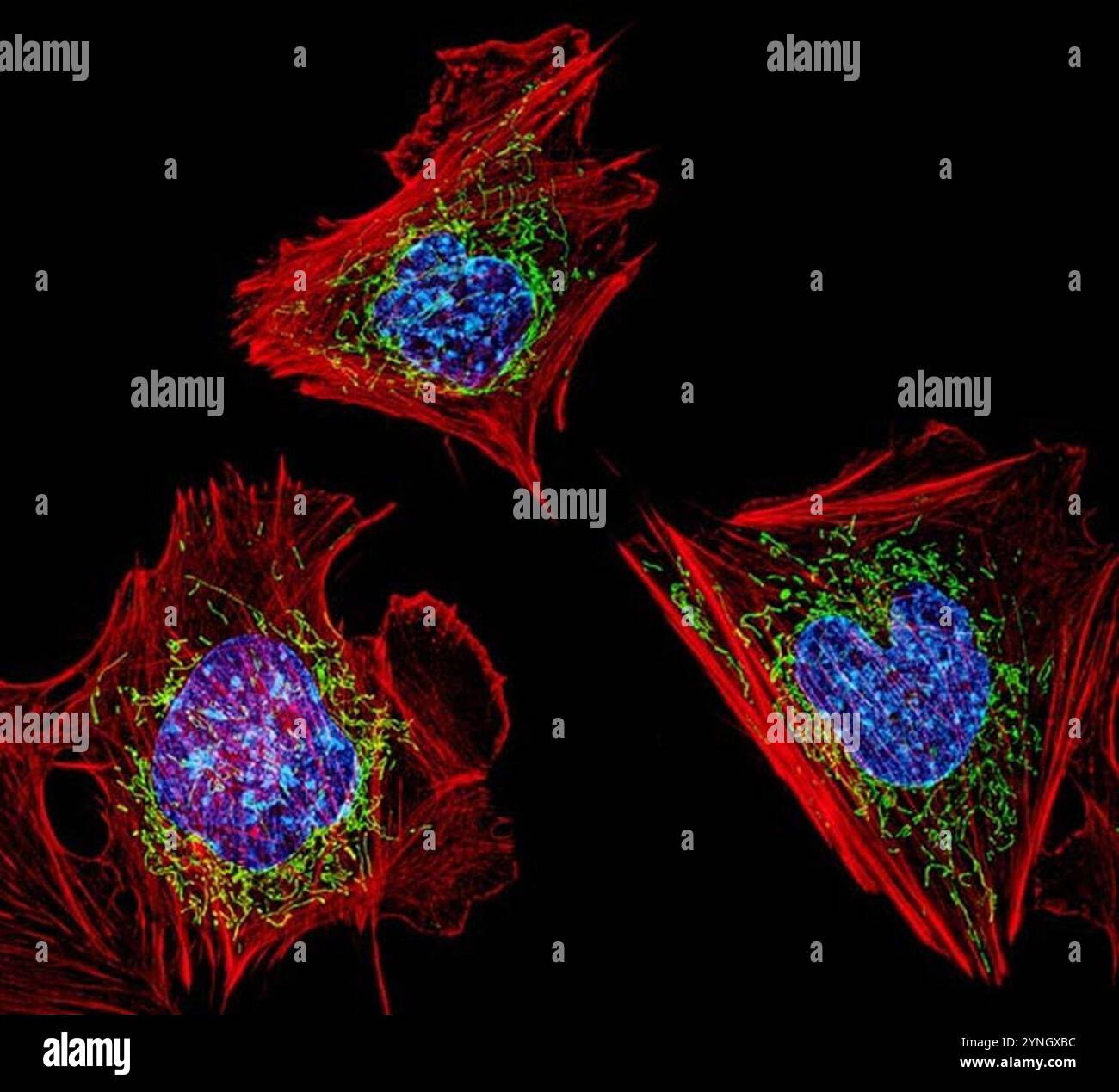 Cells with nuclei in blue, energy factories in green and the actin ...