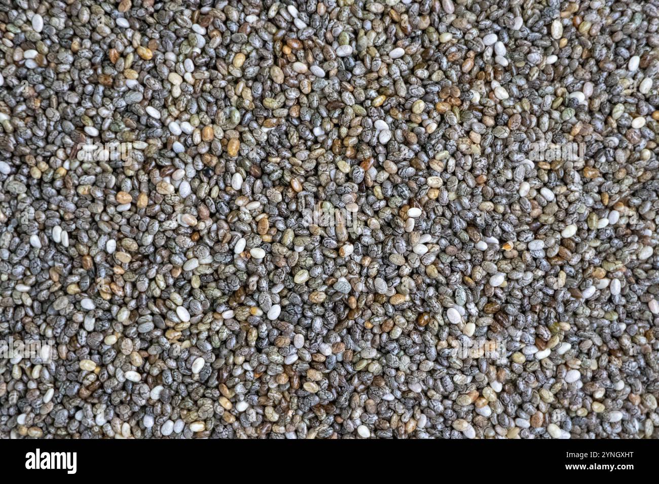 Chia seeds (Salvia hispanica) closeup. It is also known as Spanish sage ...