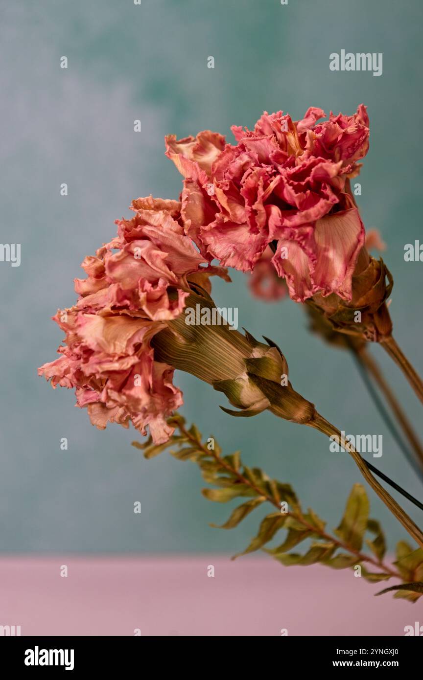 Carnation texture hi-res stock photography and images - Alamy