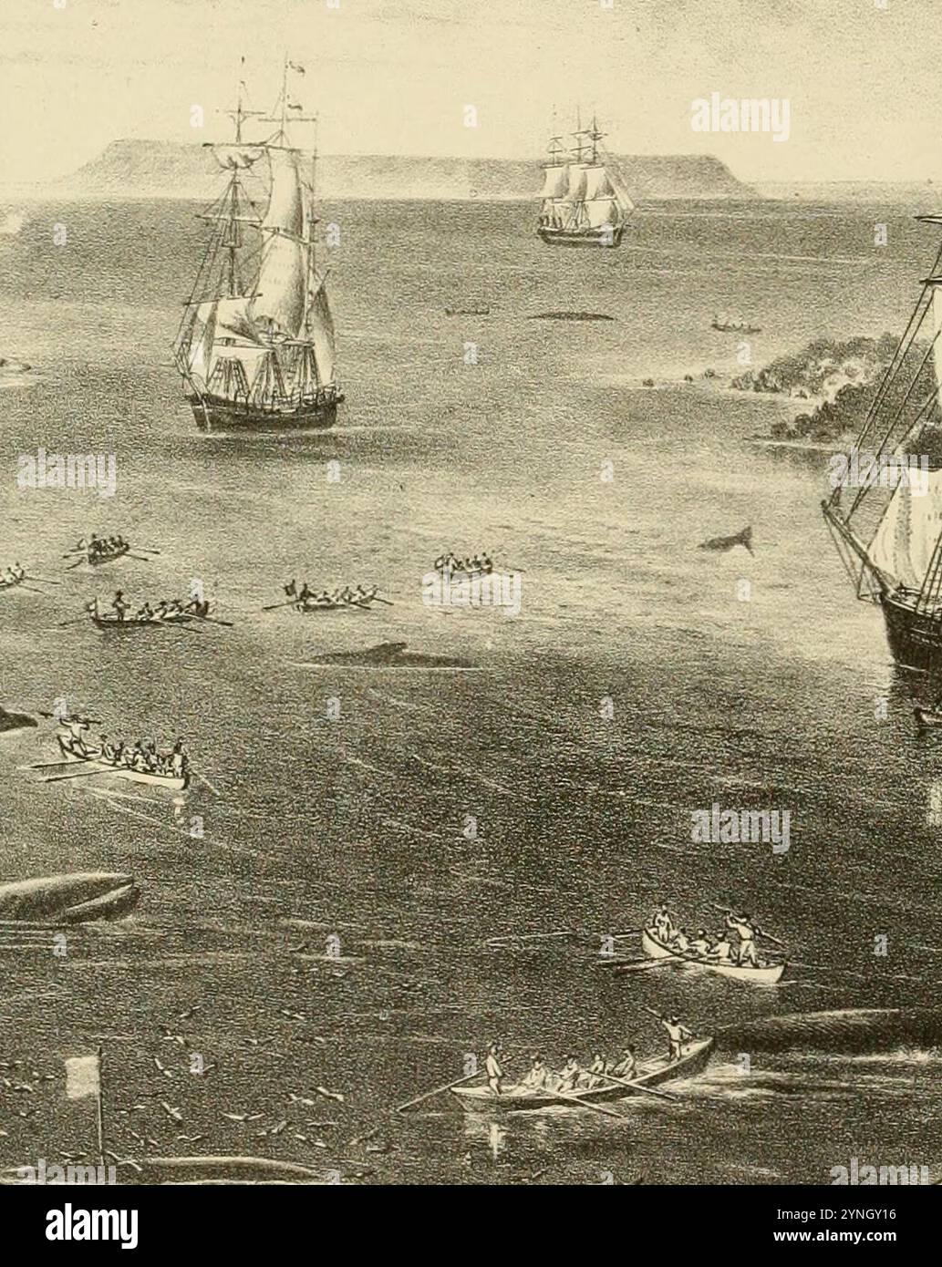 Center, ''Whaling Scene in the California Lagoons'' 1874 illustration ...