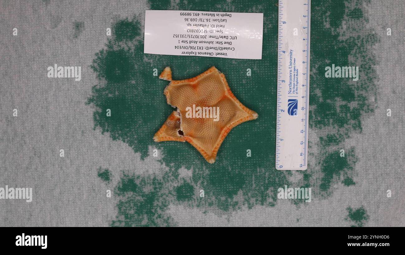 Ceramaster hi-res stock photography and images - Alamy