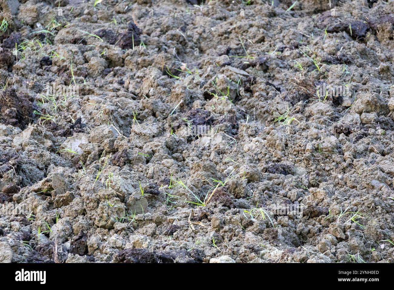 Close-up of soil prepared for cultivation. Ready for planting seedlings ...