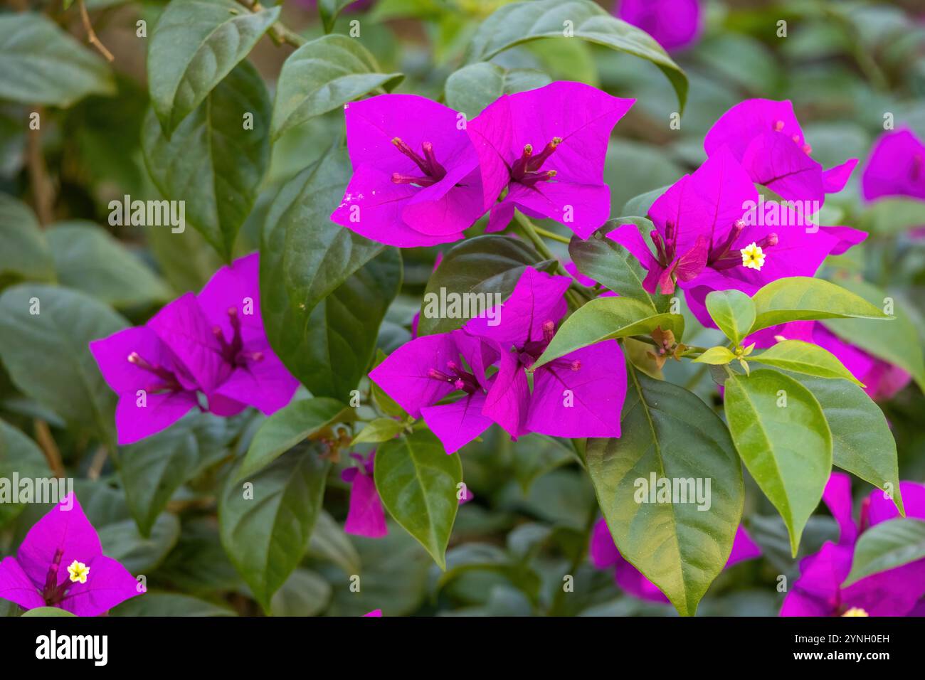 Pink bagan bilash flower hi-res stock photography and images - Alamy