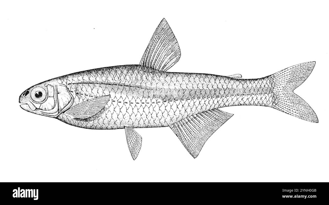 Ceratobranchia binghami illustration (The American Characidae Stock ...