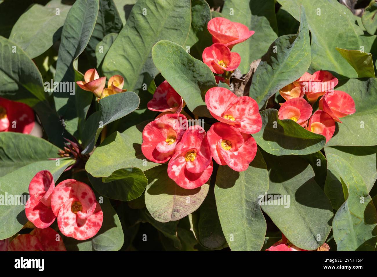 Botanical garden christ thorn hi-res stock photography and images - Alamy