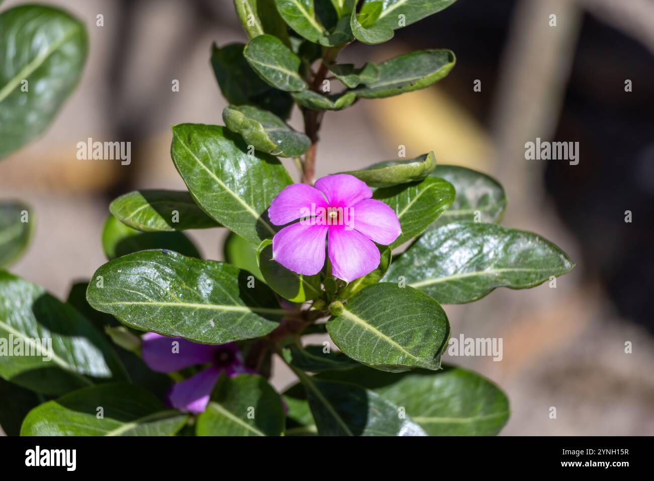 Beautiful pink Madagascar Periwinkle (Catharanthus roseus) flowers ...