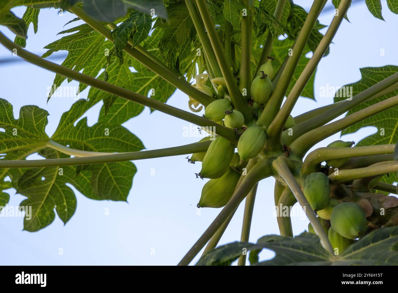 A close-up of a papaya fruit growing on a tree in a garden. Its ...