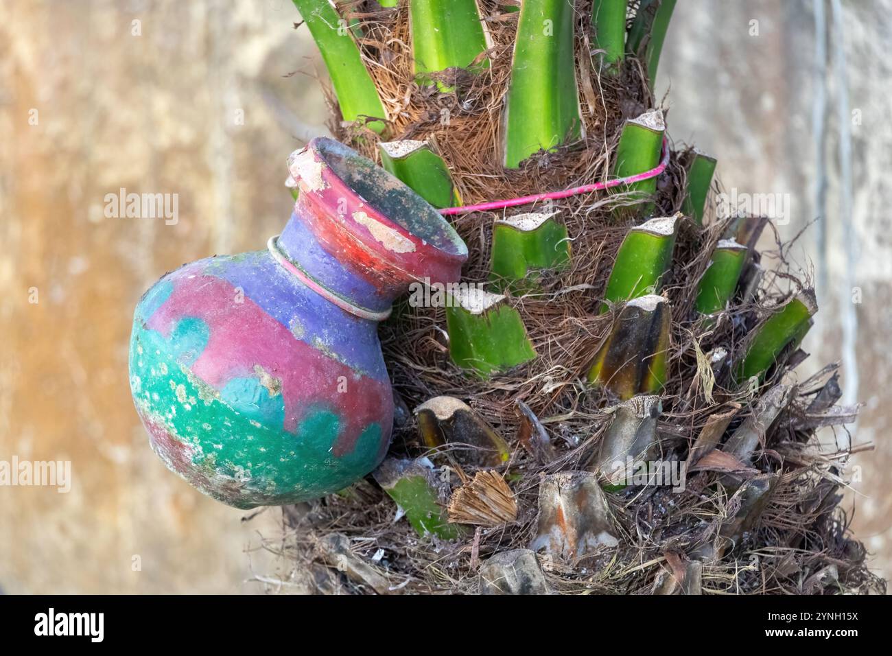 An earthen pitcher hanging on a date palm tree. This traditional method ...