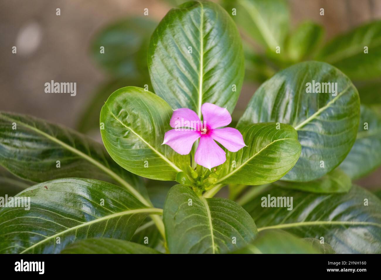 Beautiful pink Madagascar Periwinkle (Catharanthus roseus) flower ...