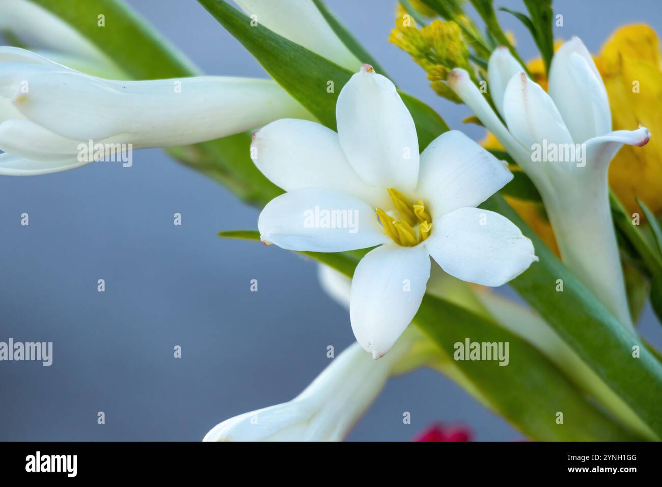 Tuberose flower hi-res stock photography and images - Alamy