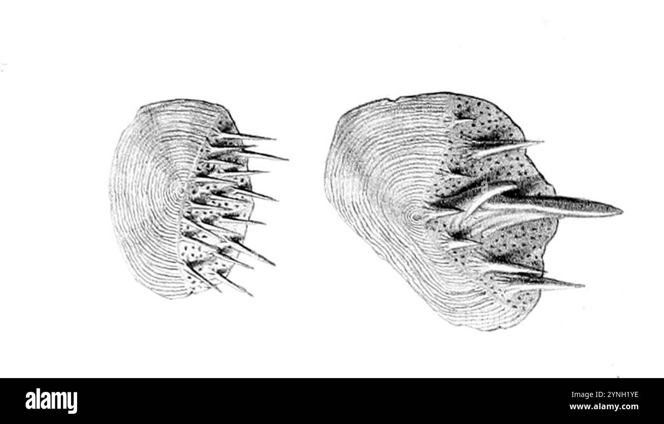 Cetonurus crassiceps scales Stock Photo - Alamy