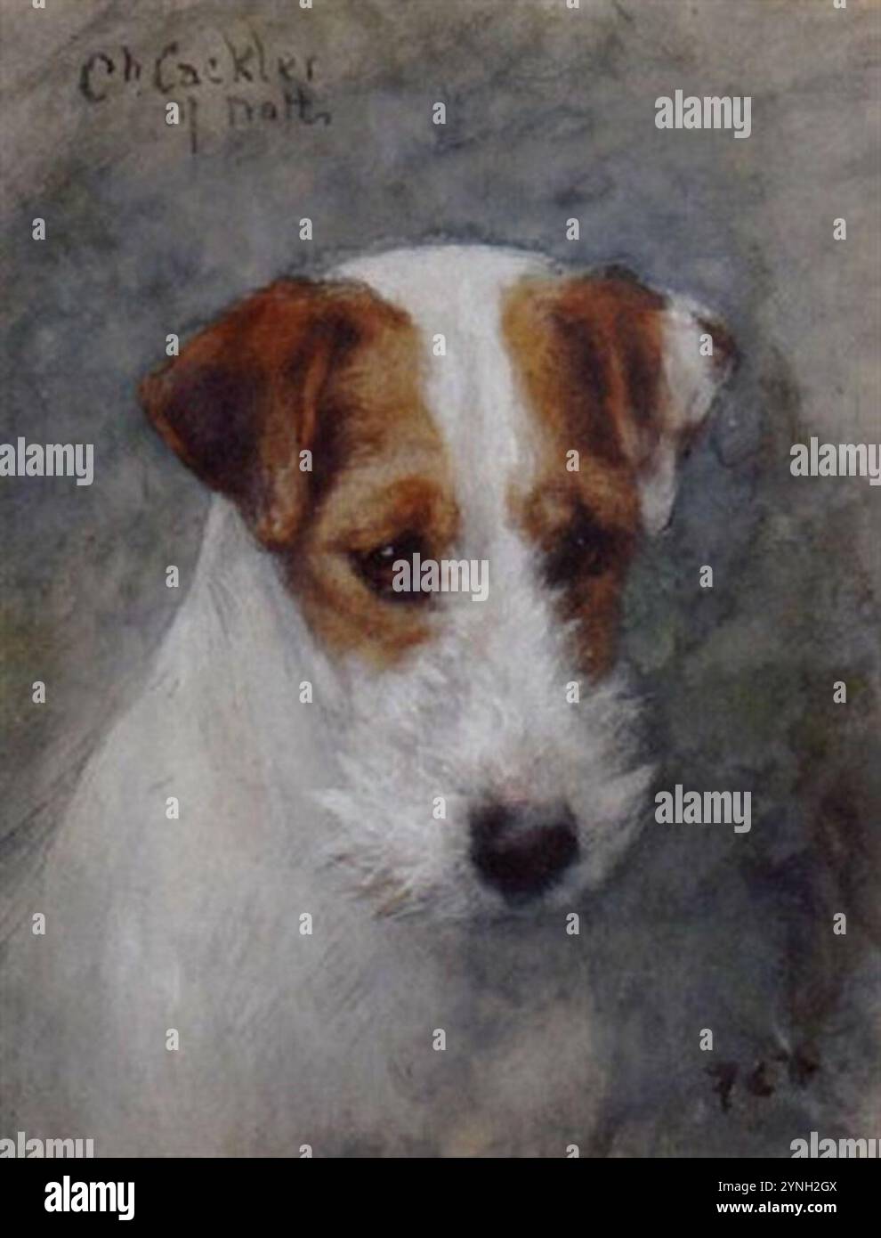 Cackler hi-res stock photography and images - Alamy