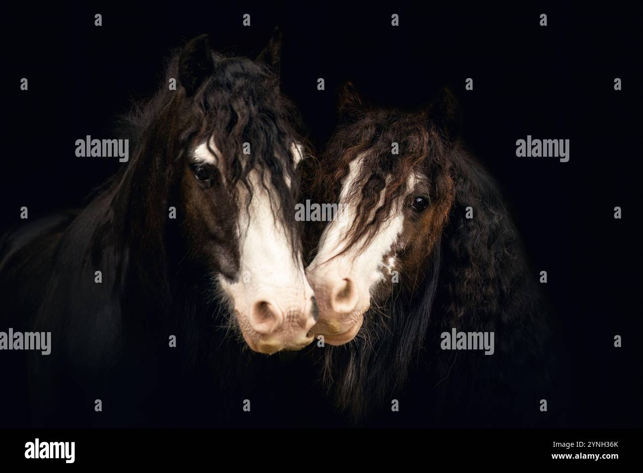 Beautiful shot two horses hi-res stock photography and images - Alamy