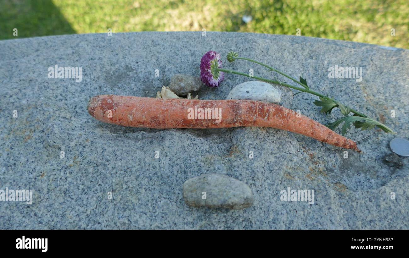 Los Angeles, California, USA 24th November 2024 Carrot on Mel Blanc ...