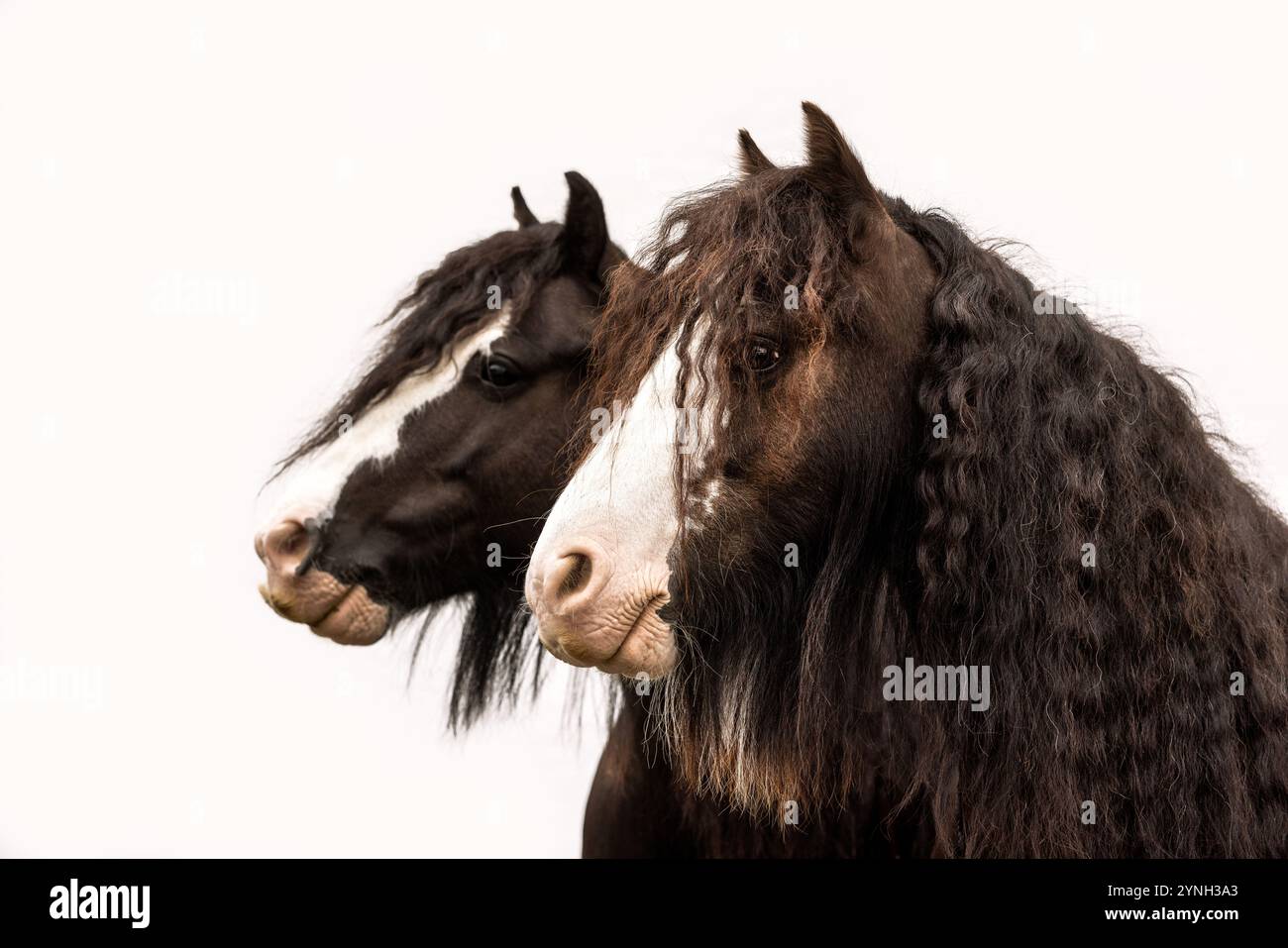 Portrait of miniature tinker ponies isolated on white background Stock ...