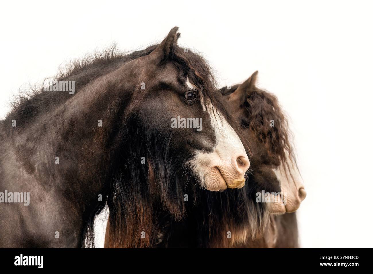 Portrait of miniature tinker ponies isolated on white background Stock ...