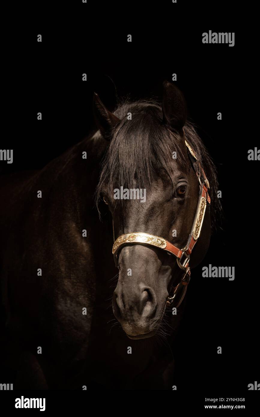 Black shot portrait of a black quarter horse stallion Stock Photo - Alamy