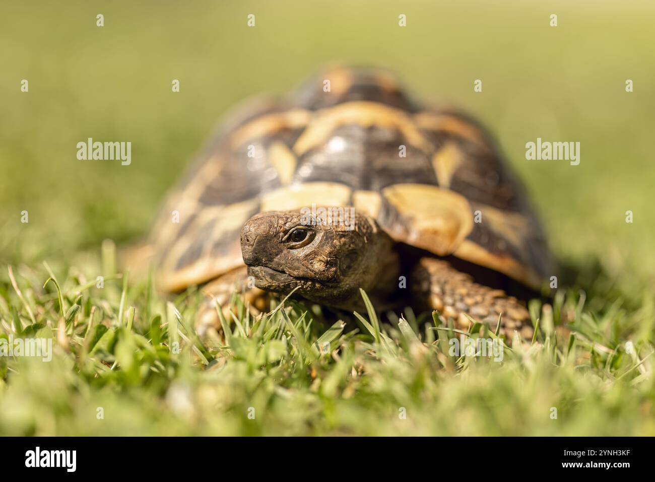 Testudo hermanni eating hi-res stock photography and images - Alamy