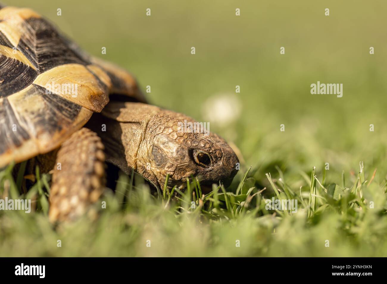 Testudo hermanni eating hi-res stock photography and images - Alamy