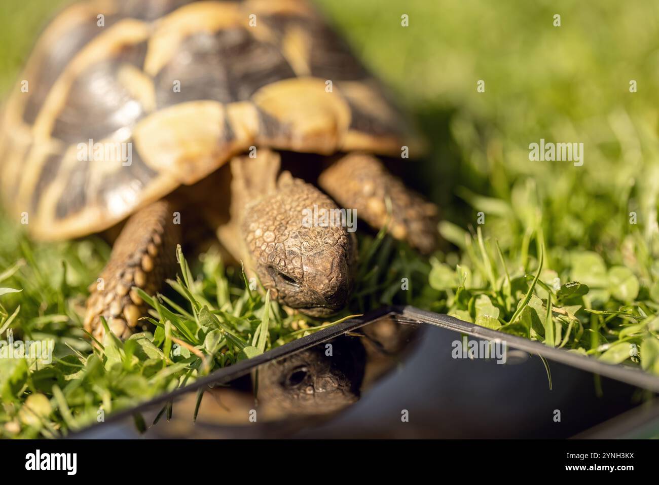 Testudo hermanni eating hi-res stock photography and images - Alamy