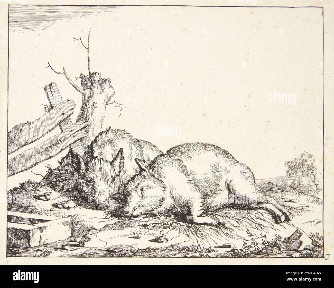 Marcus de Bye, To sovende svin Stock Photo - Alamy