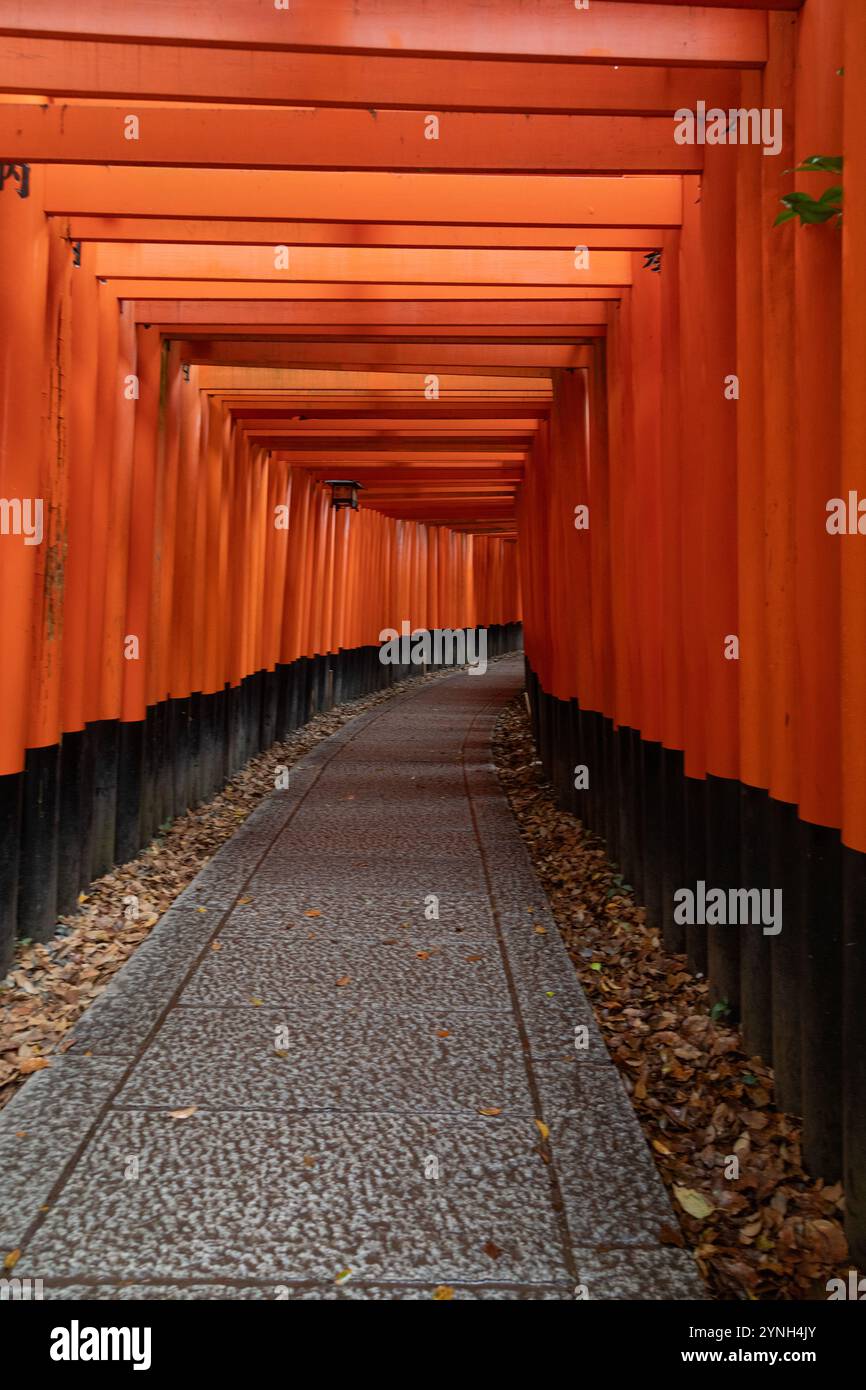 Thousand torii Fushimi Inari shrine at Kioto Stock Photo - Alamy