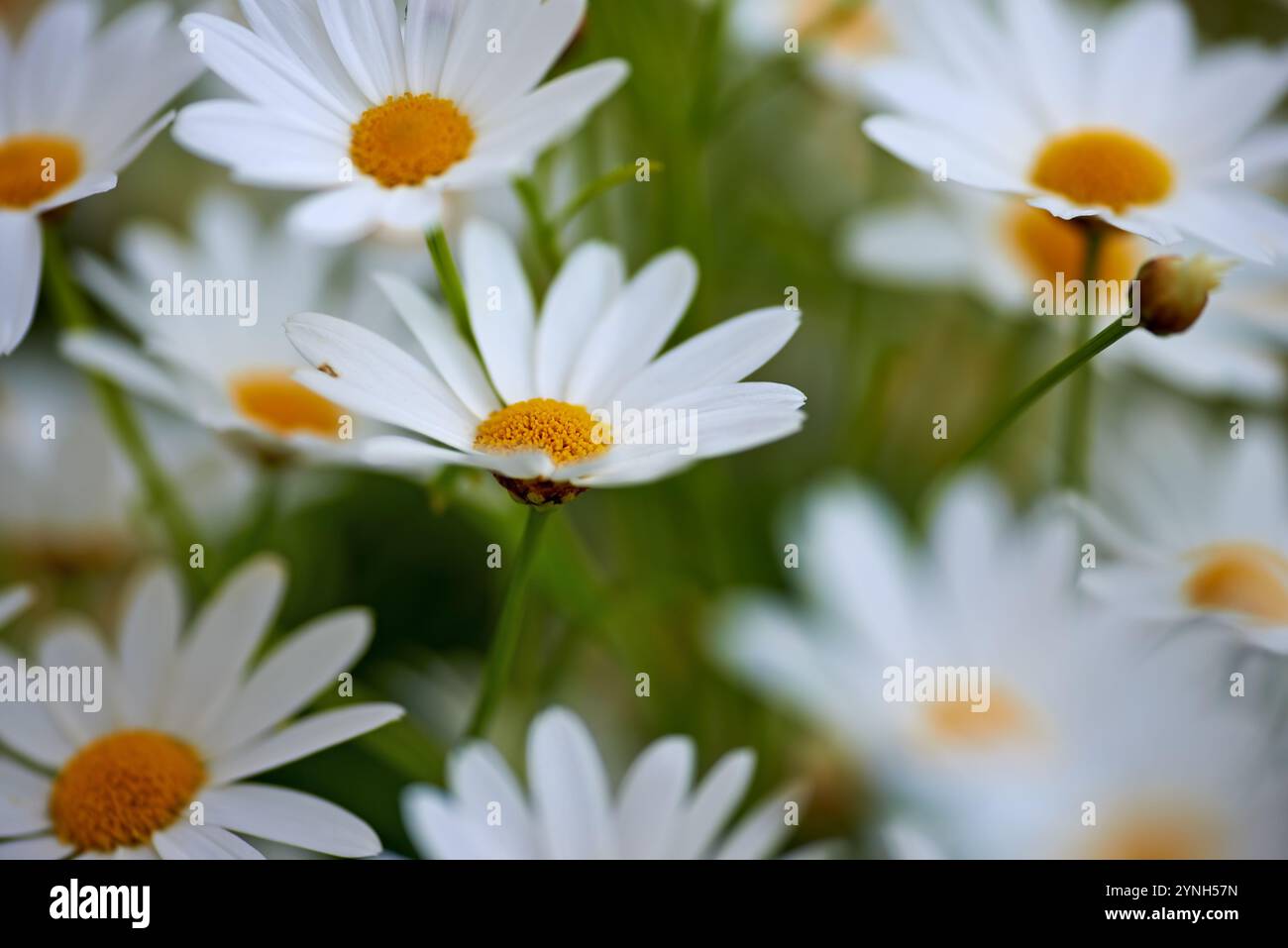 Flowers, daisy and plant in garden for biodiversity, nature and ...
