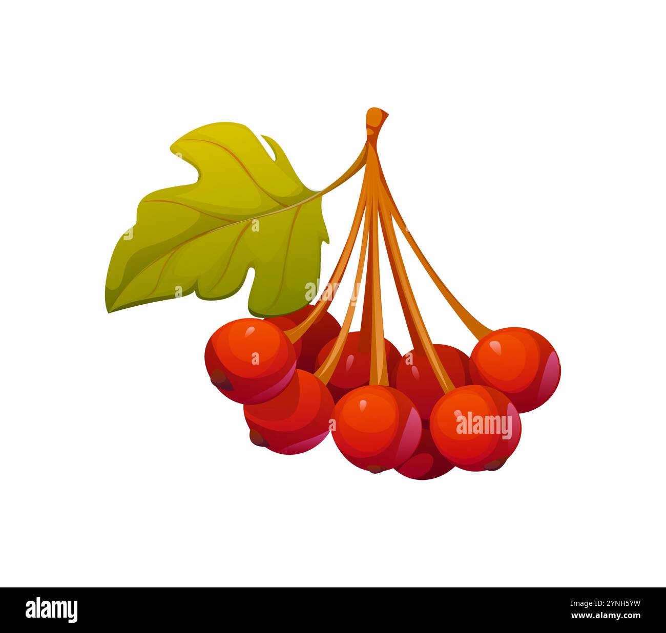 Cartoon cluster of autumn berries with a green leaf. Isolated vector ...
