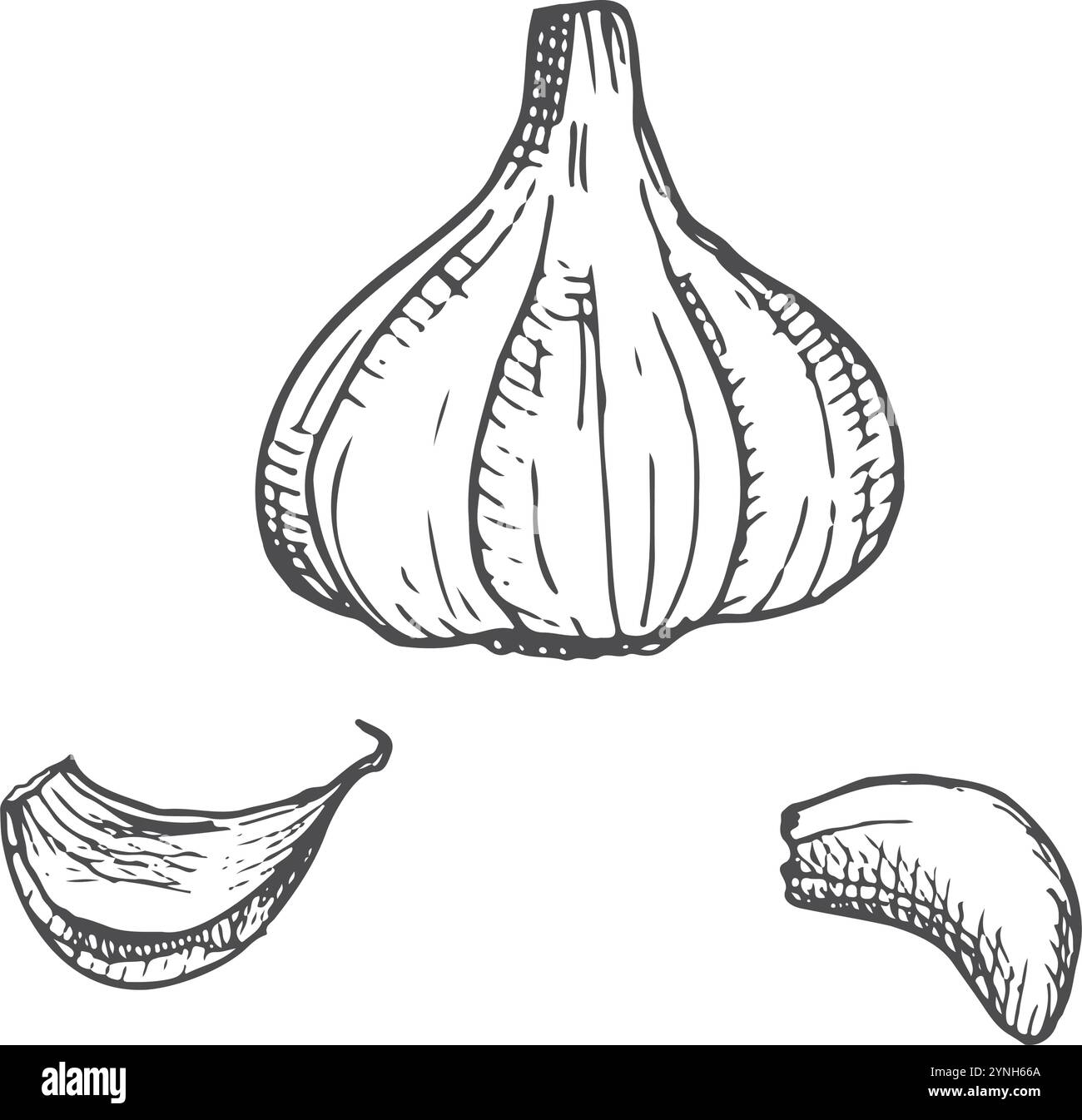 Garlic Vector illustration. Design for menu, label, recipe book and ...