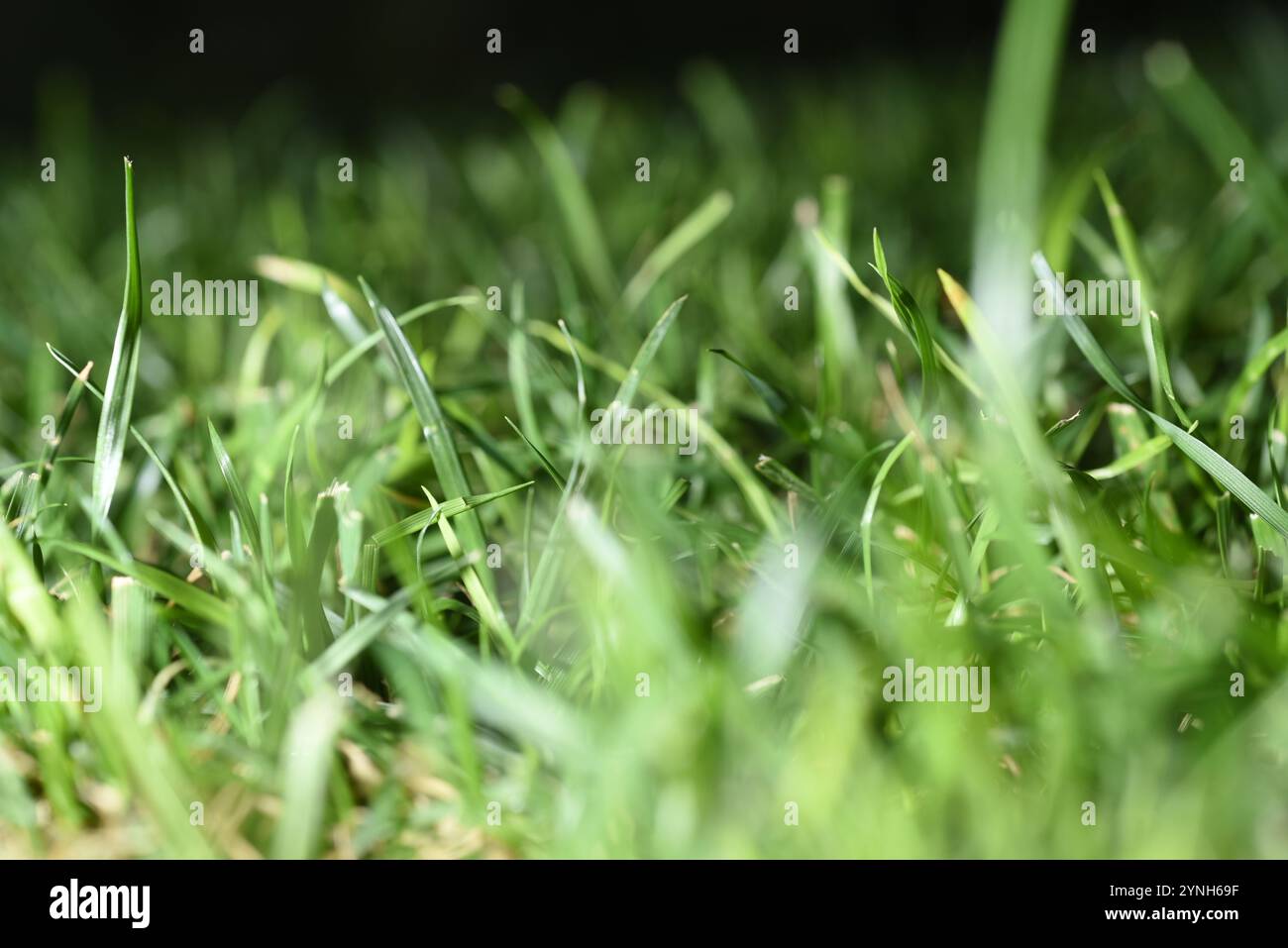 Green fresh grass close up texture low angel Stock Photo - Alamy