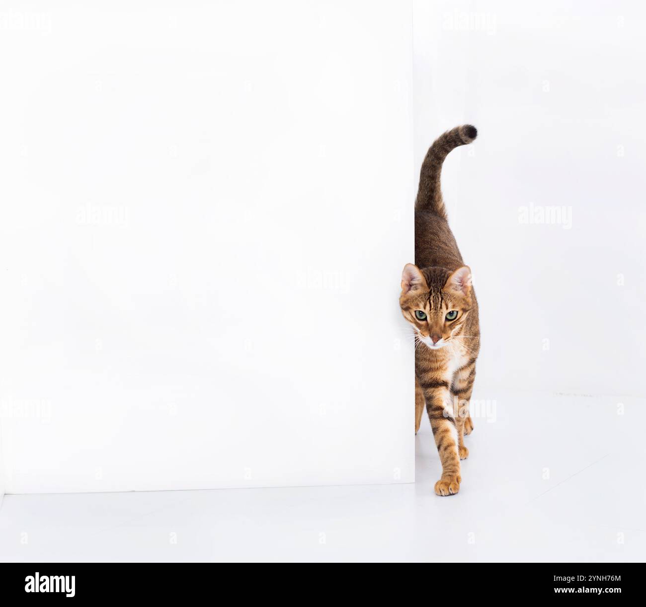 cat stand with a blank sign, isolated on white background Stock Photo ...