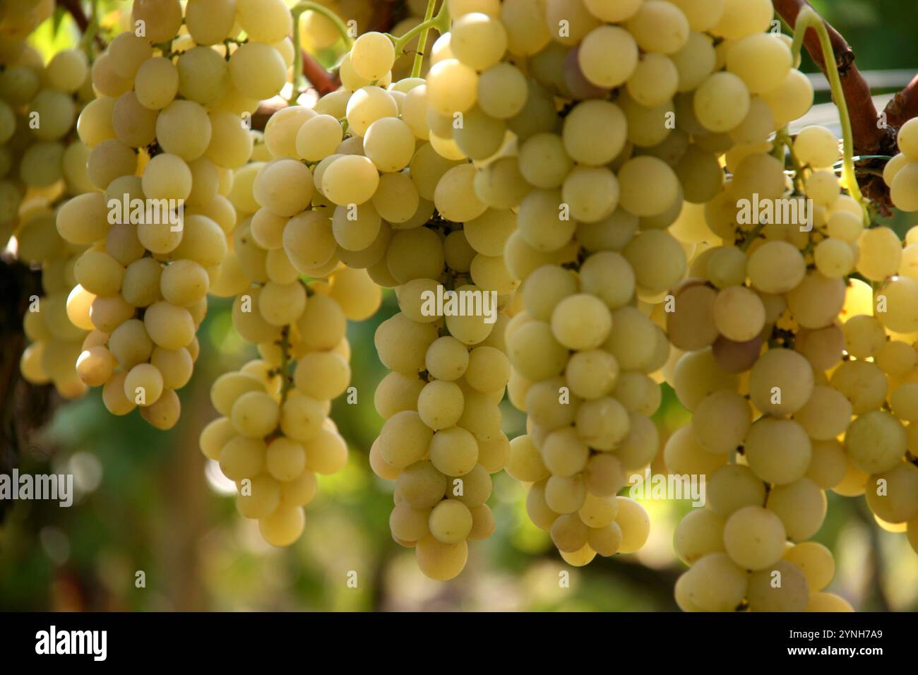 Vino uva vitis vinifera hi-res stock photography and images - Alamy