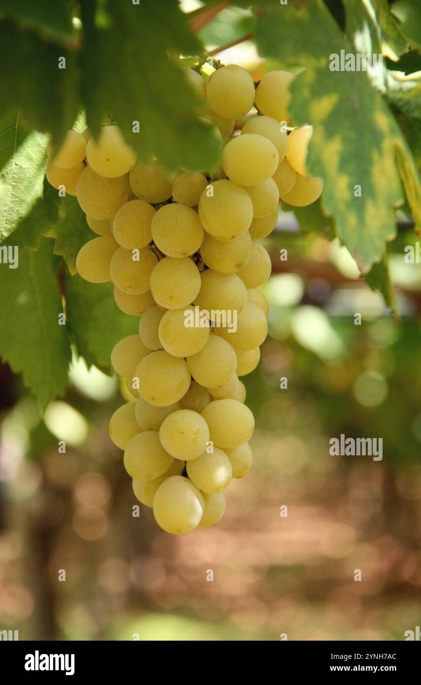 bunch of grapes Stock Photo - Alamy