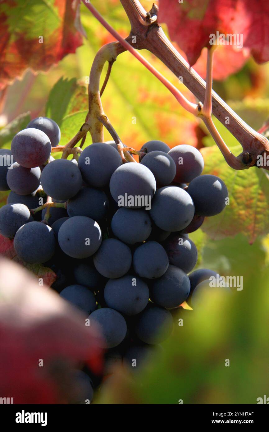 bunch of grapes Stock Photo - Alamy