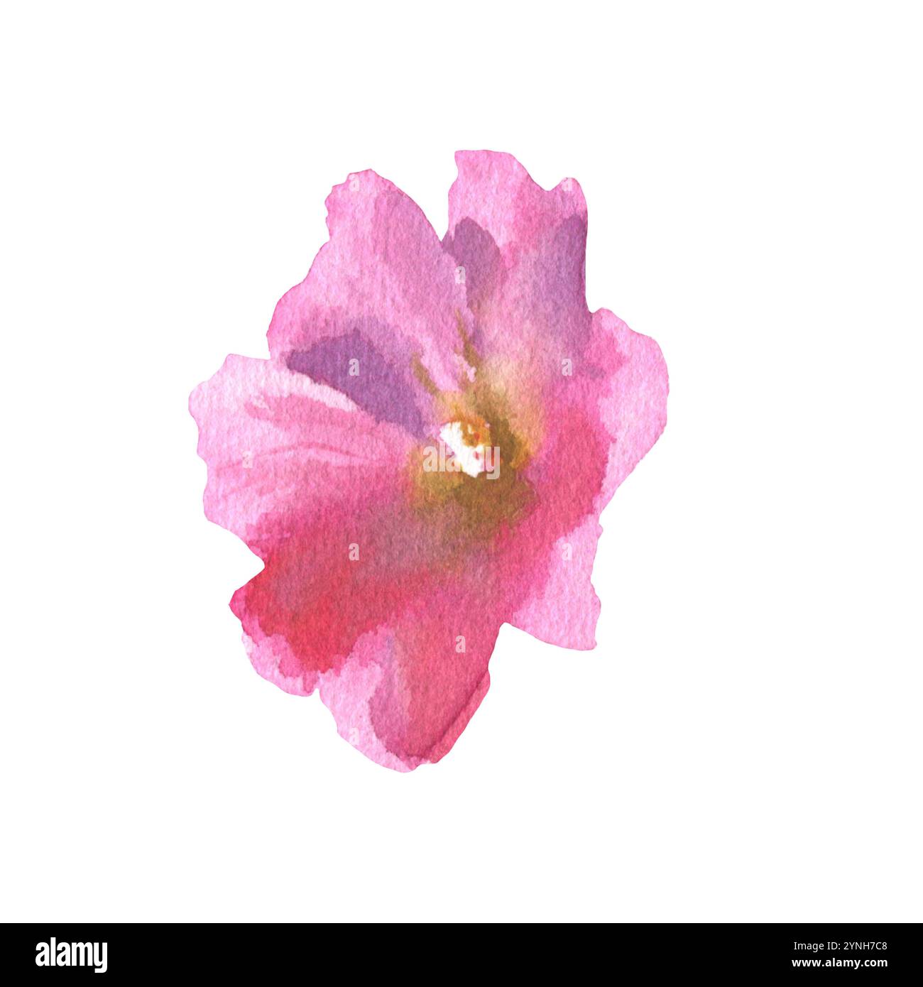 Watercolor drawing mallow flower, Malva sylvestris, hand drawn floral ...