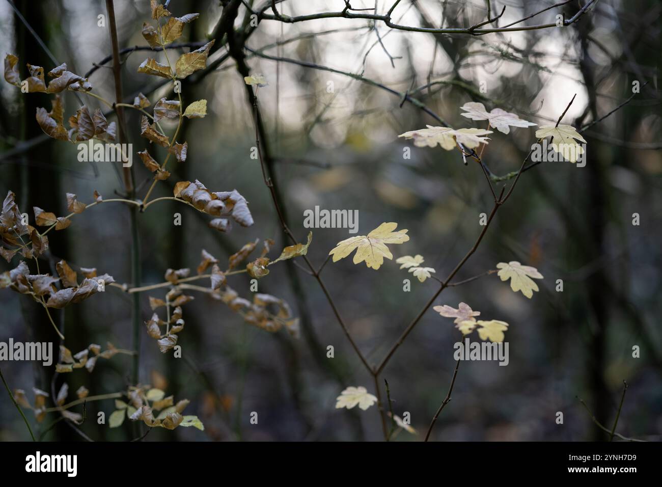 Autumn leaves in a woodland with moody bokeh background Stock Photo - Alamy