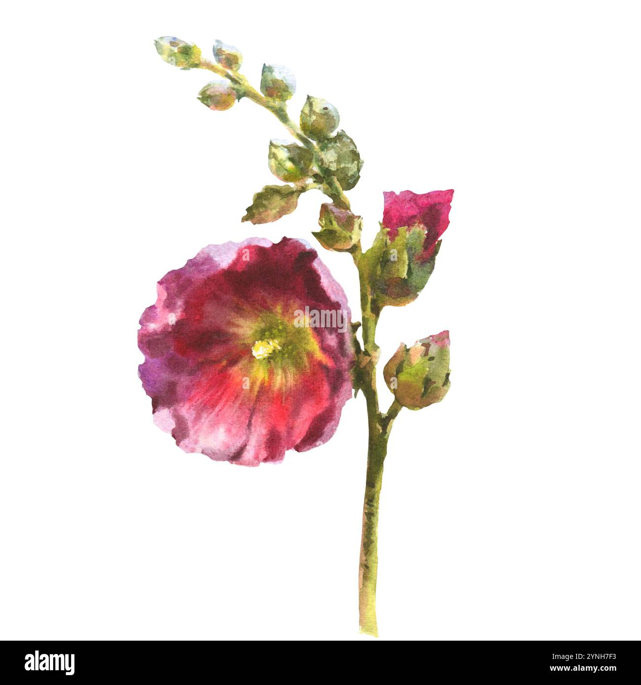 Watercolor drawing mallow flower, Malva sylvestris, hand drawn floral ...