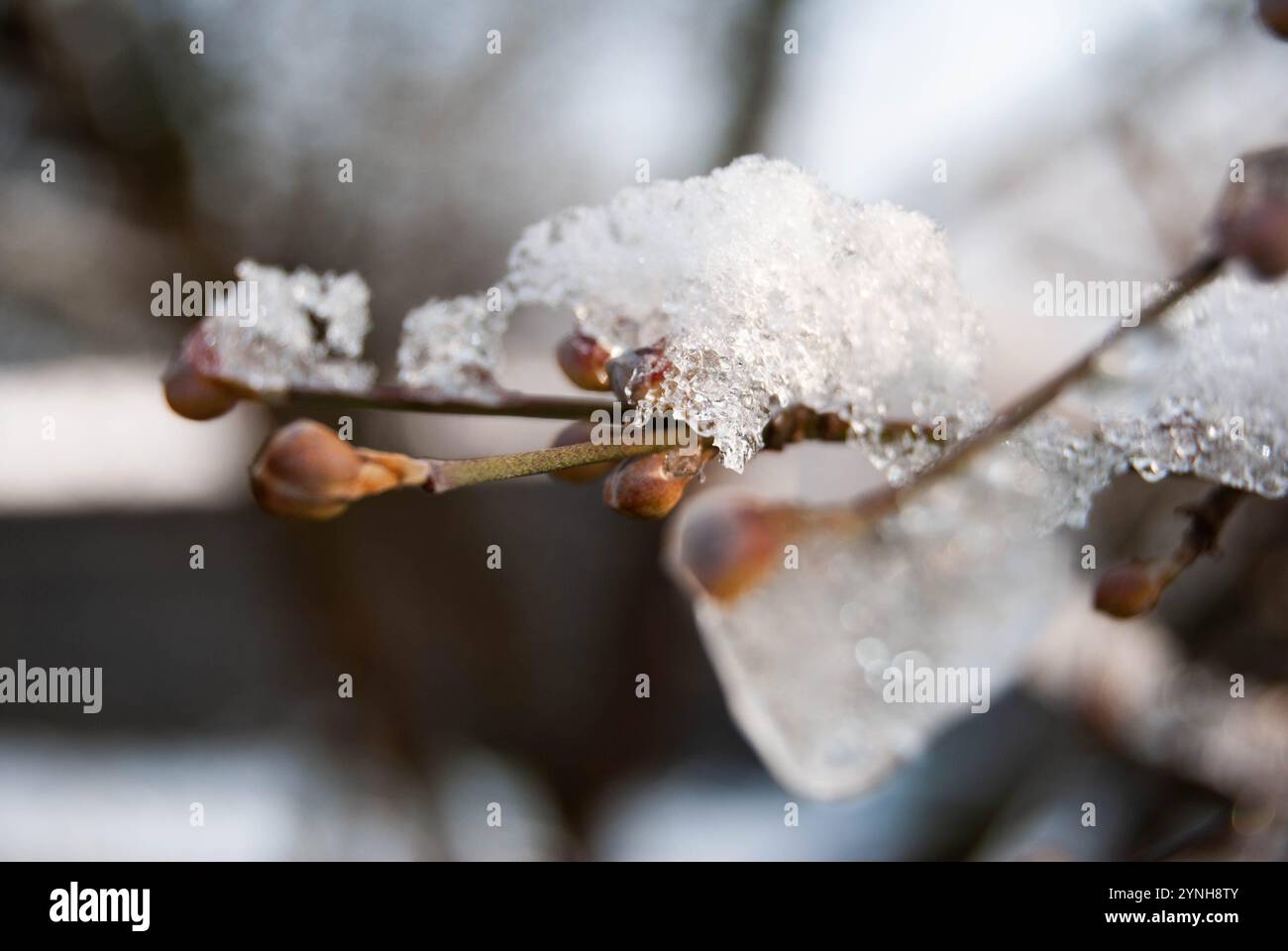Icy Cornelian cherry branch sparkling under the cold winter light, a ...