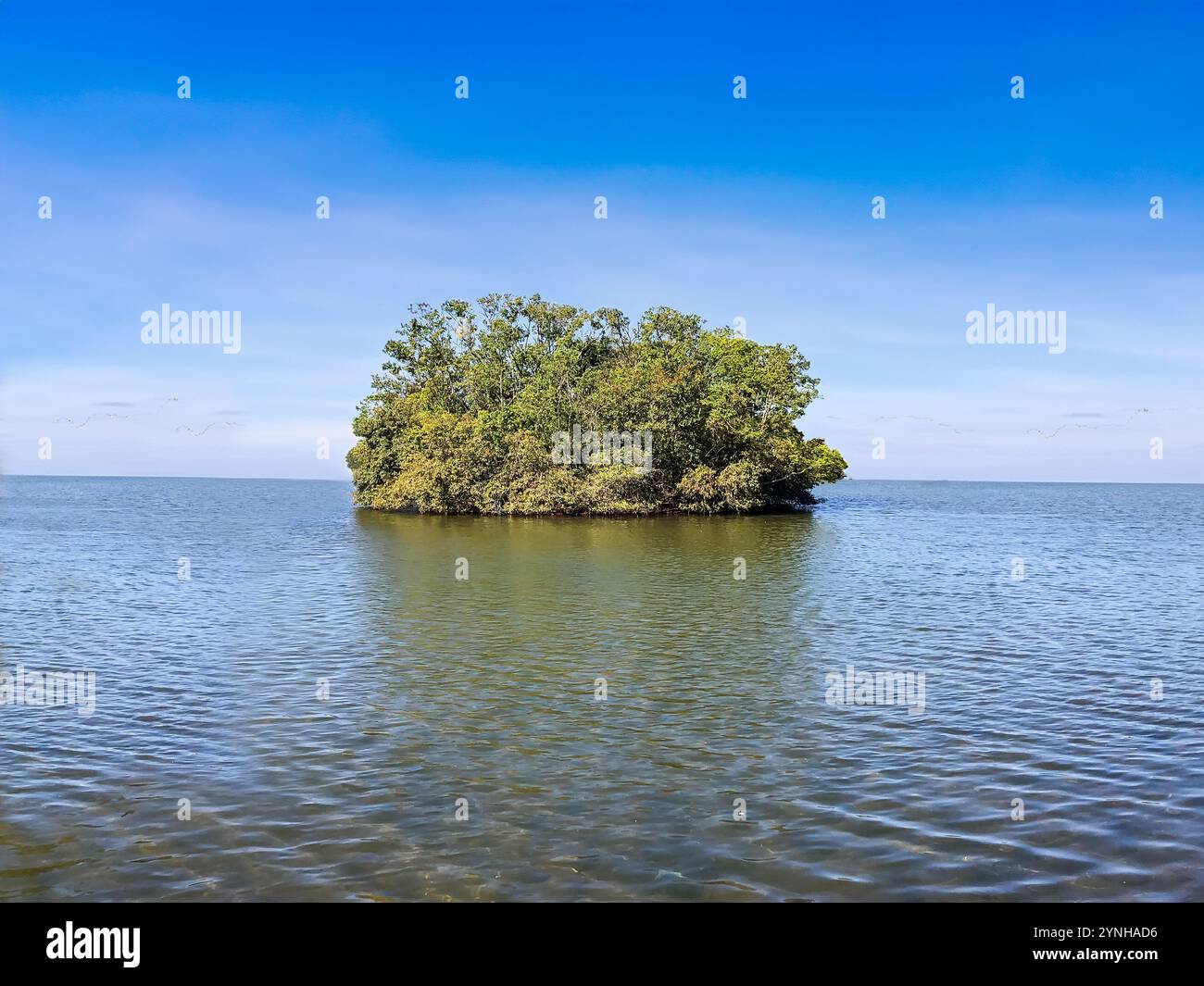 Isolated desert green island symbol of resilience and overcoming Stock ...