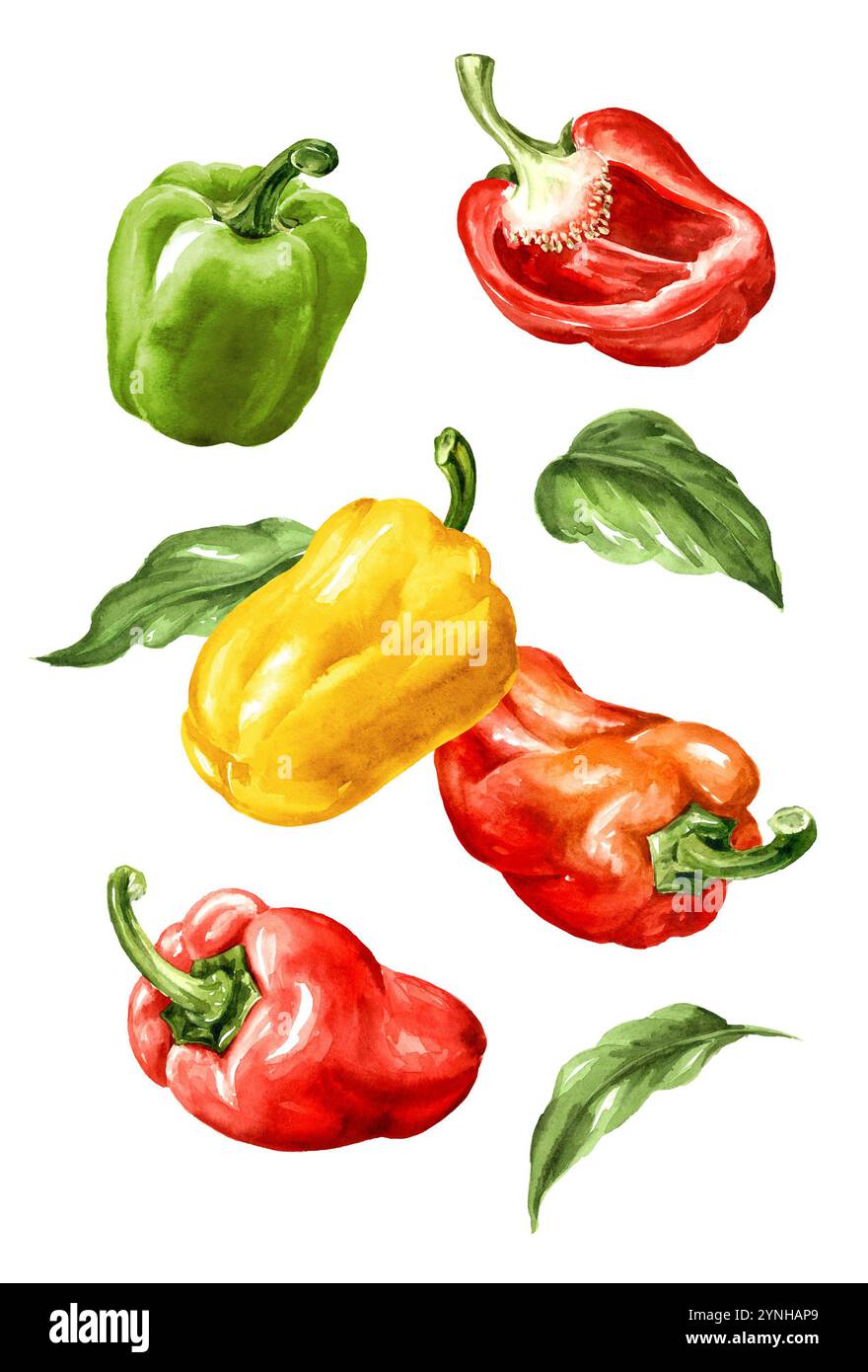 Multicolored Falling sweet red bell pepper, Watercolor hand painted ...