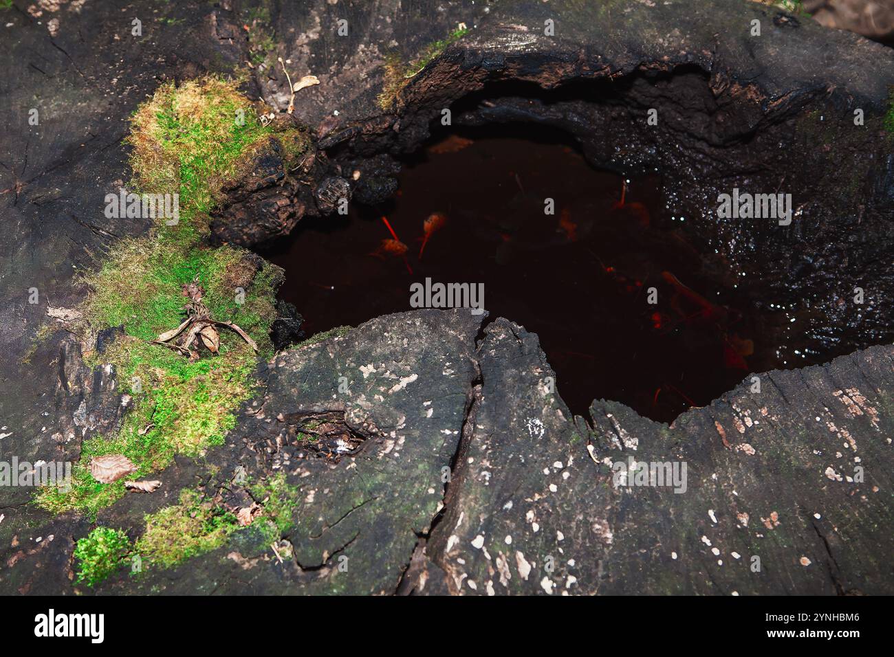 Hollow section of a tree stump filled with water. Surrounding area of ...