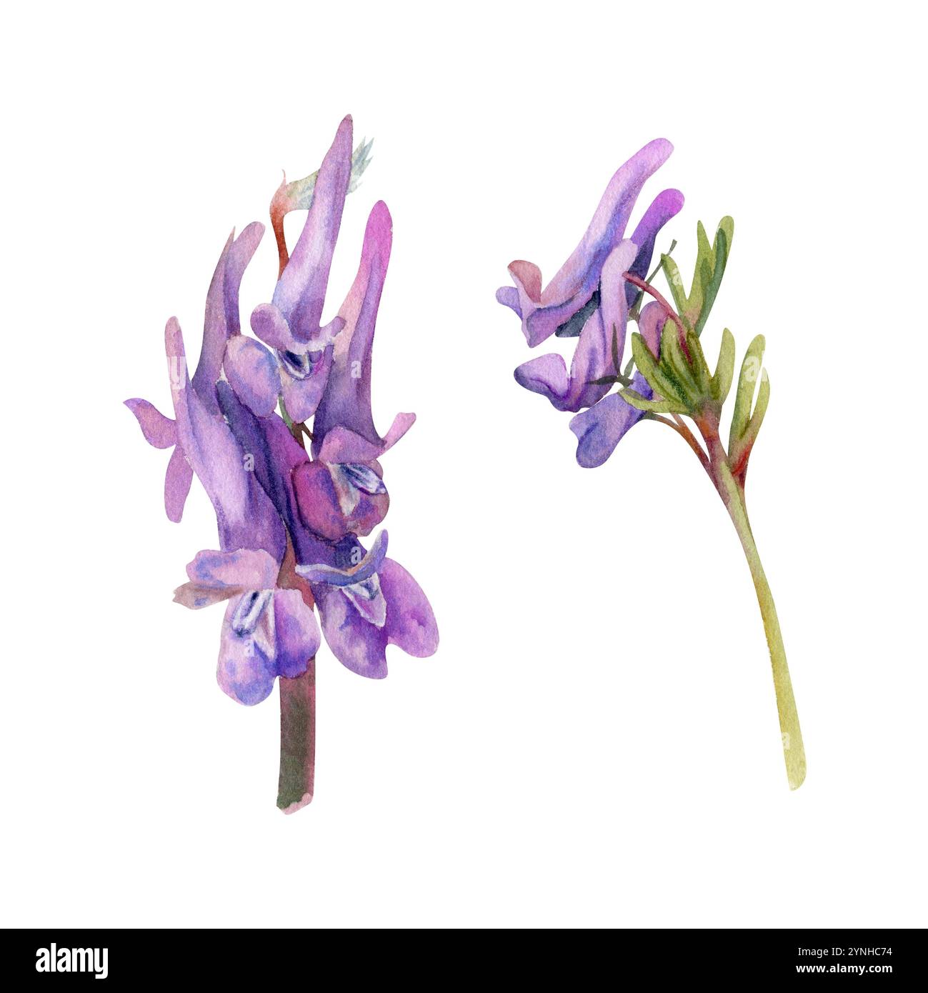 Spring flower, purple Corydalis pea vetch orchid Matthiola, forest and ...