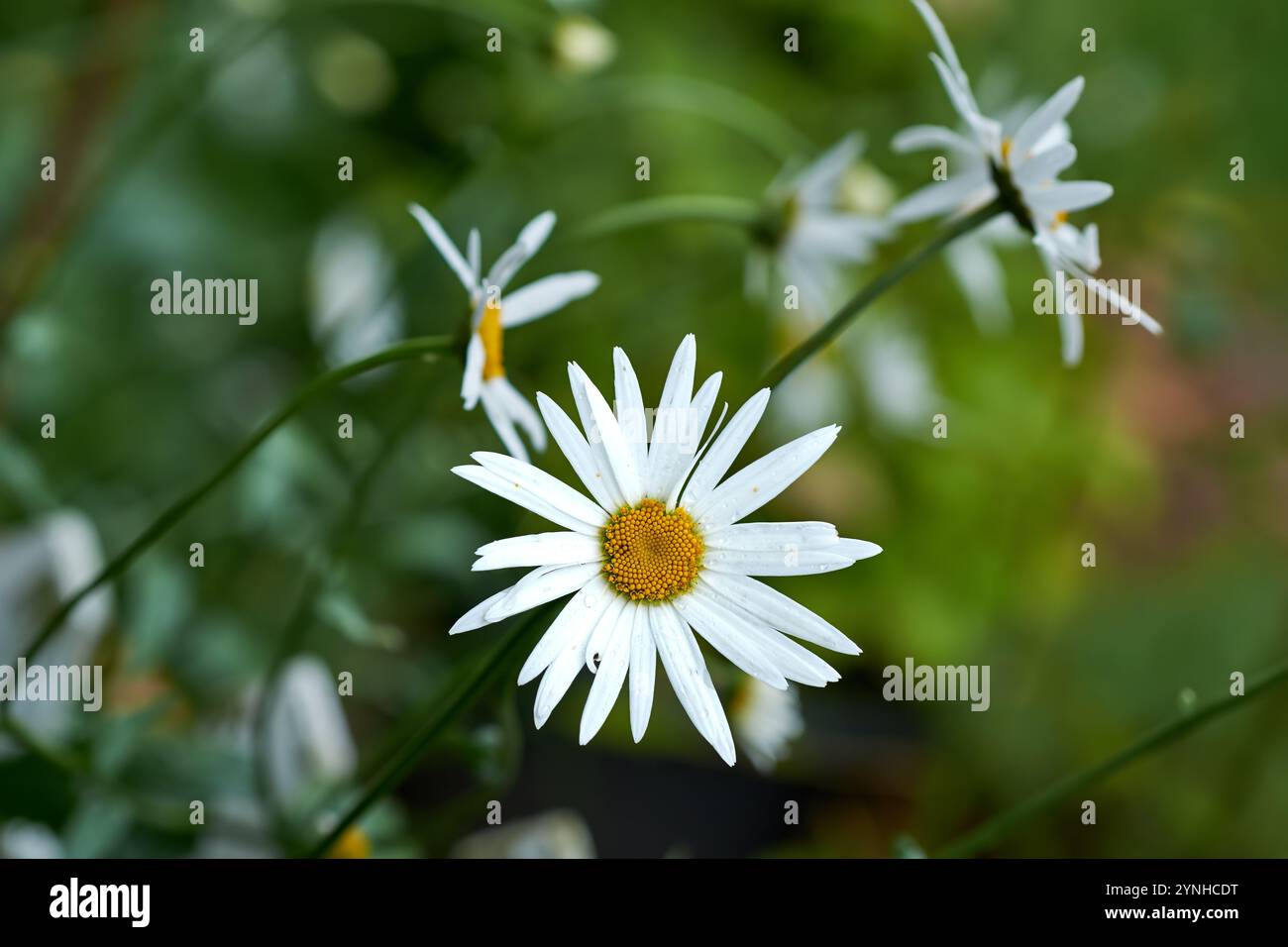 Flowers, daisy and wildlife in garden for nature, biodiversity and ...