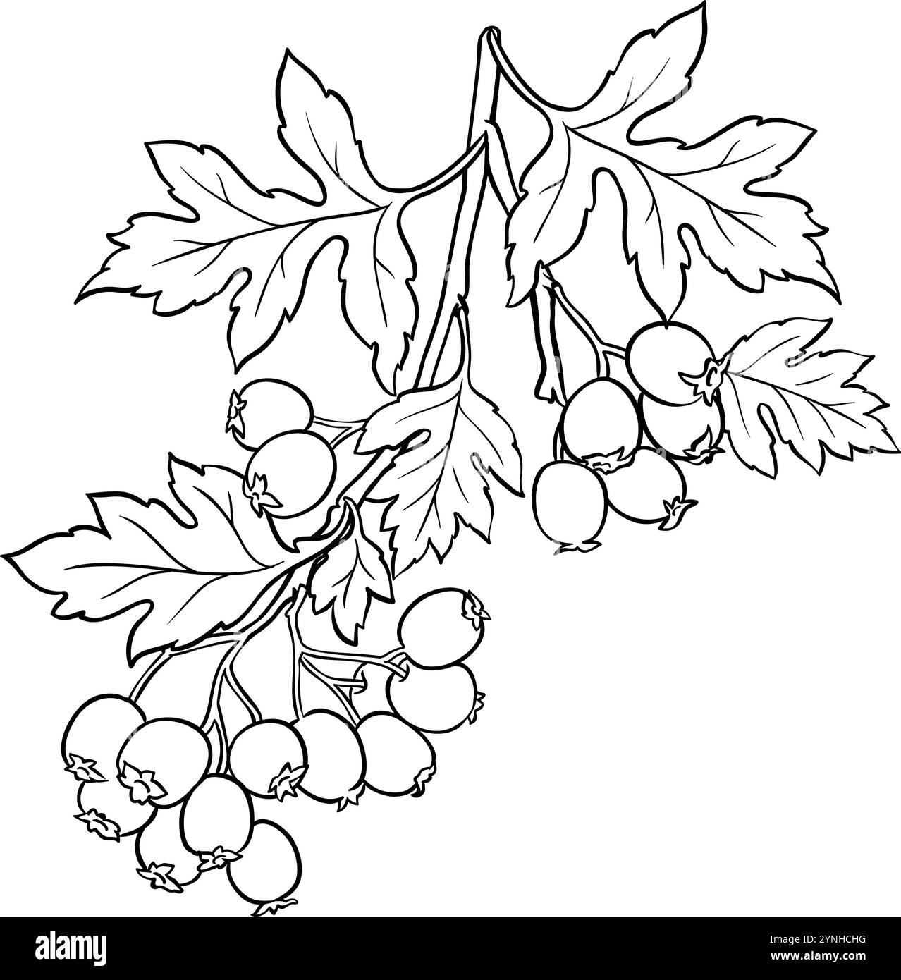 Hawthorn berries Black and White Stock Photos & Images - Alamy